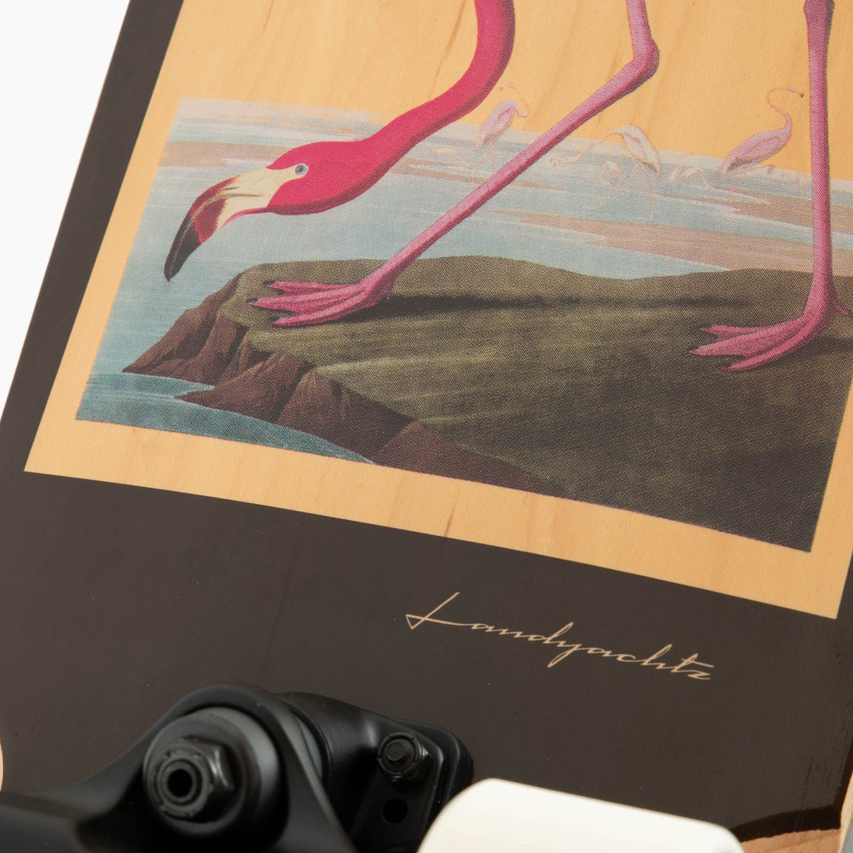 Landyachtz Dinghy Blunt Flamingo Cruiser Skateboard – longboardlovesg